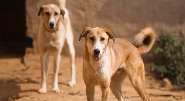 The number of dogs is increasing in the city, people remain afraid of ...