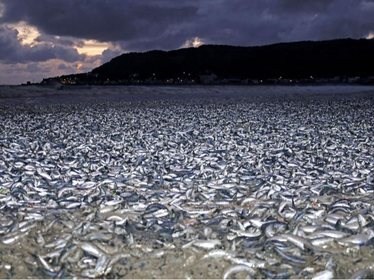 Millions of dead fish washed up on the sea shore in Japan Video | जापान ...