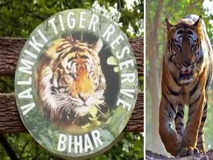 In 32 years, the number of rare animal Gaur in Valmiki Tiger Reserve ...