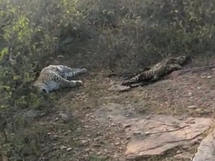 4 panthers, 4 mongoose including 3 cows died | 4 पैंथर, 3 गायों सहित 4 ...