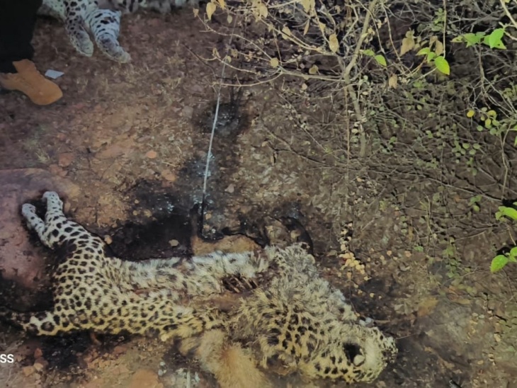 4 panthers, 4 mongoose including 3 cows died | 4 पैंथर, 3 गायों सहित 4 ...