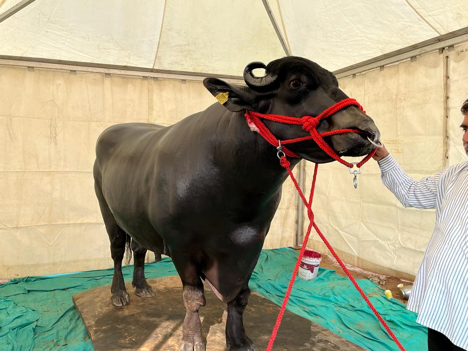 Buffalo worth Rs 10 crore reached Patna; bihar bhaskar latest news ...
