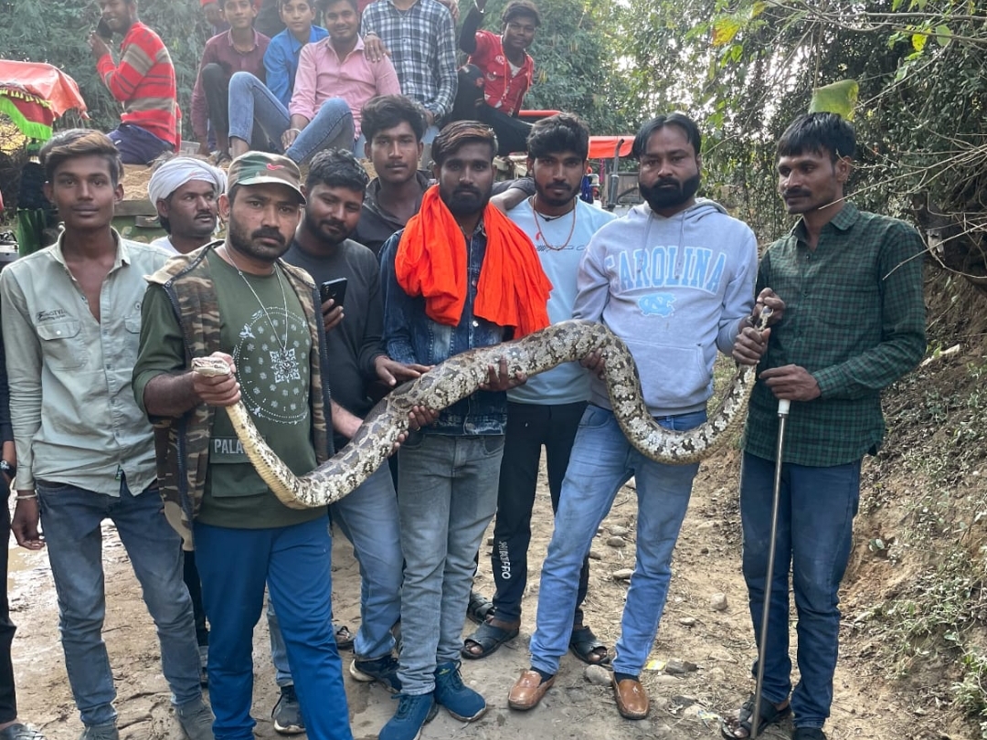 9 feet python found hiding in the bushes | झाड़ में छिपा मिला 9 फीट का ...