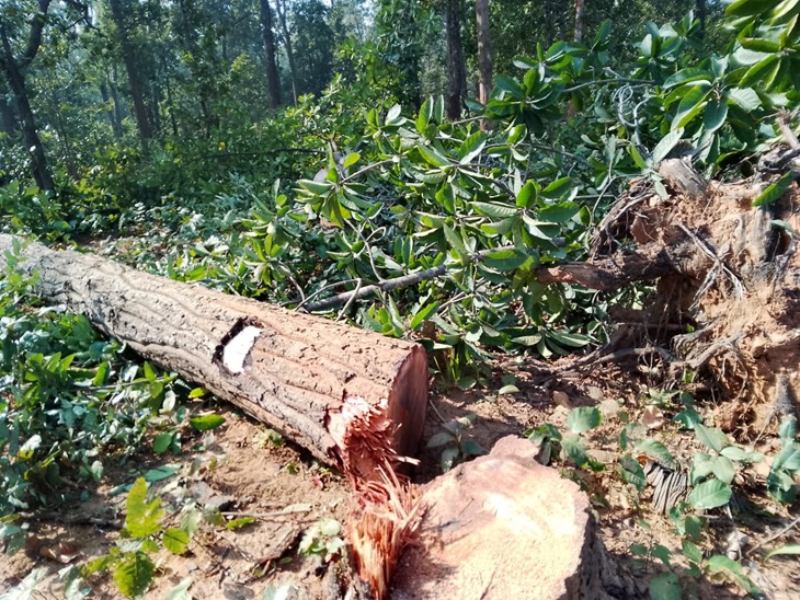 Thousands of trees cut in Hasdev forest, cutting will happen tomorrow ...