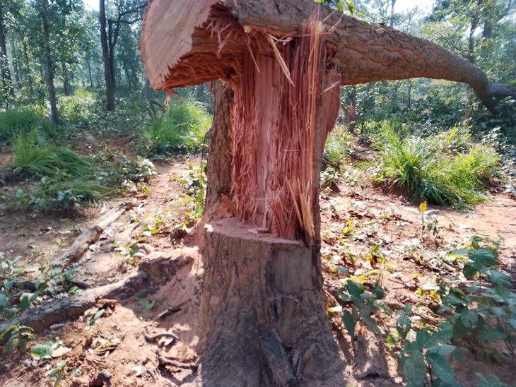 Thousands of trees cut in Hasdev forest, cutting will happen tomorrow ...
