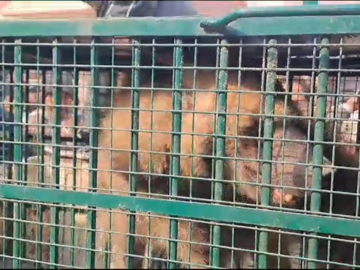 Jarakh entered the house after coming out of the forest | जंगल से ...