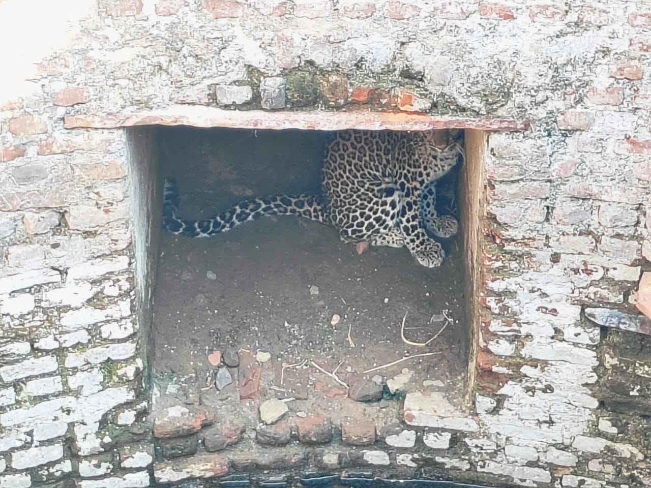 female leopard fell in the well | कुएं में गिरा मादा तेंदुआ: बड़वाह की ...