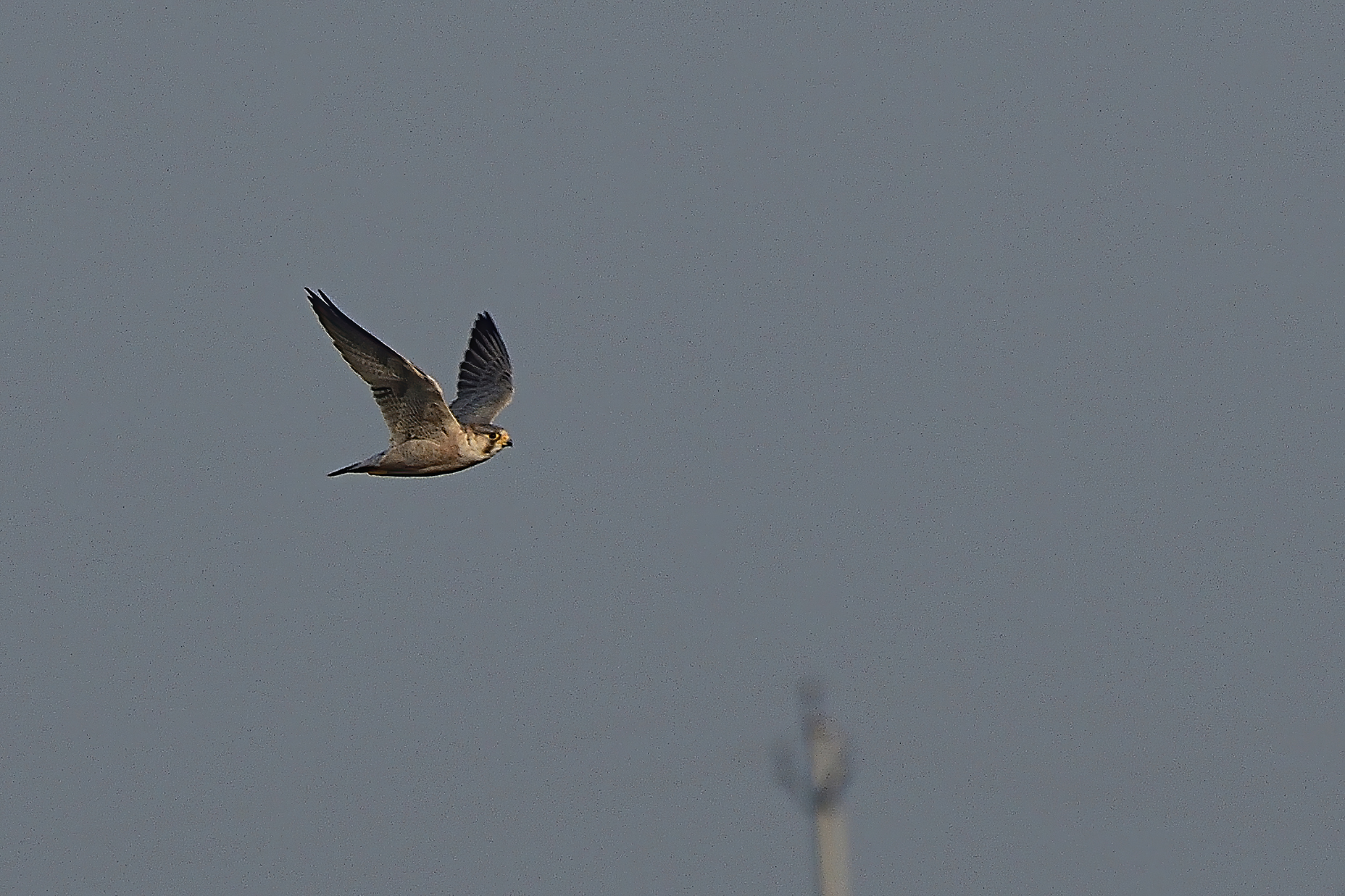 Red capped Shaheen hawk seen for the first time in Udaipur, a rare ...