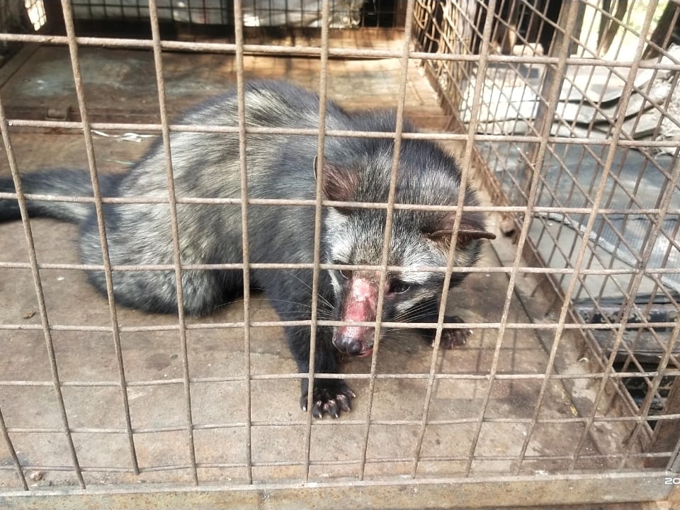 Shajapur - Forest department team rescued Kabar badger from residential ...