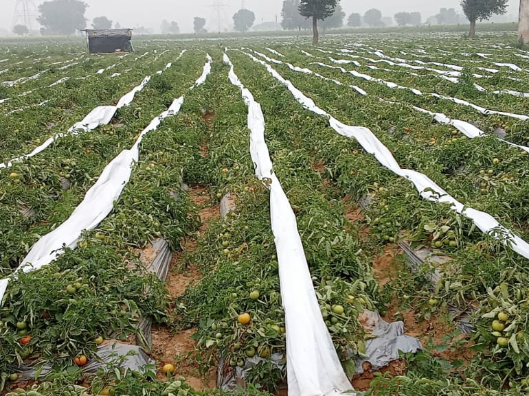 Karoli में बढ़ा टमाटर और मिर्च का उत्पादन, किसानों के चेहरे खिले