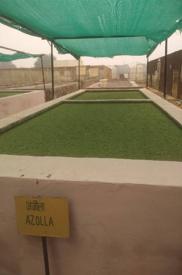New variety of Azolla fodder developed in Jhansi | झांसी में अजोला चारा ...