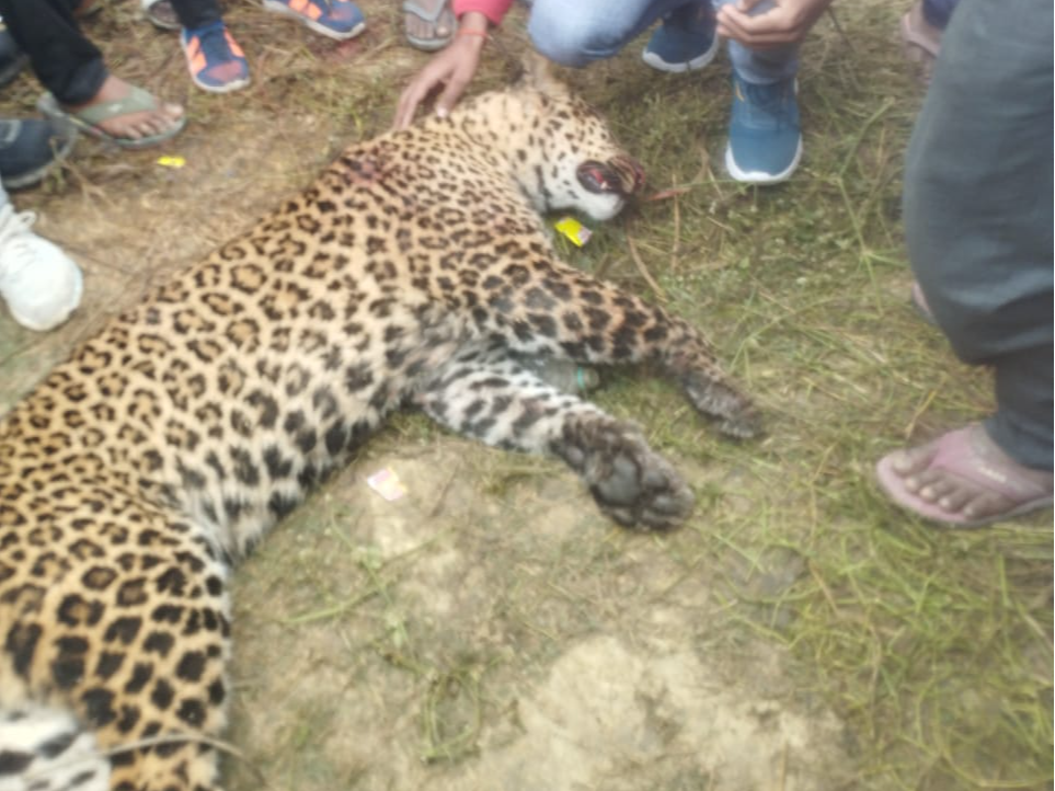 Leopard died due to train collision in Ayodhya | अयोध्या में ट्रेन की ...