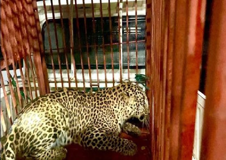 Punjab government alert on leopards entery in the cities of state ...