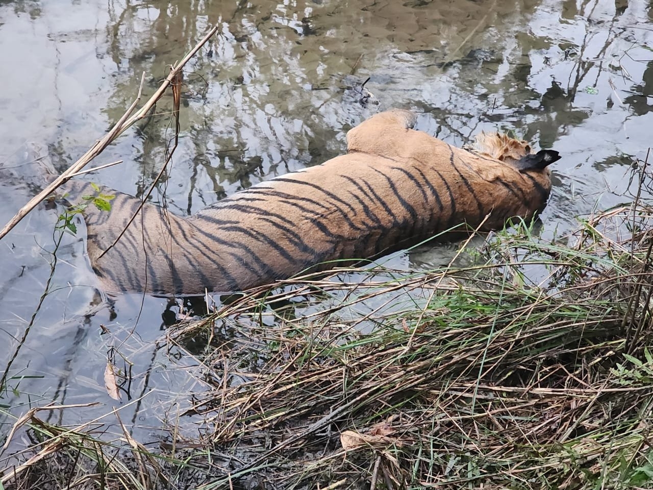 The tiger died due to internal organ failure | अंदरूनी अंग फेल होने से ...