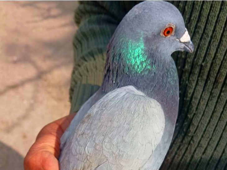 Ringed pigeon came from across the border | सीमा पार से आया रिंग लगा ...
