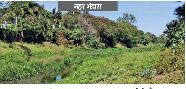 Water hyacinth is consuming water sources in the city, canal Bhandara ...