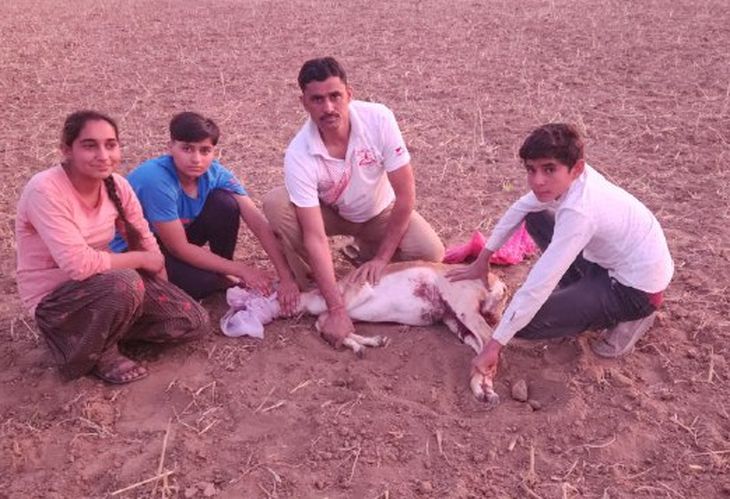 Wild dog hunts deer in Rohat, Pali | जंगली डॉग ने किया हिरण का शिकार ...