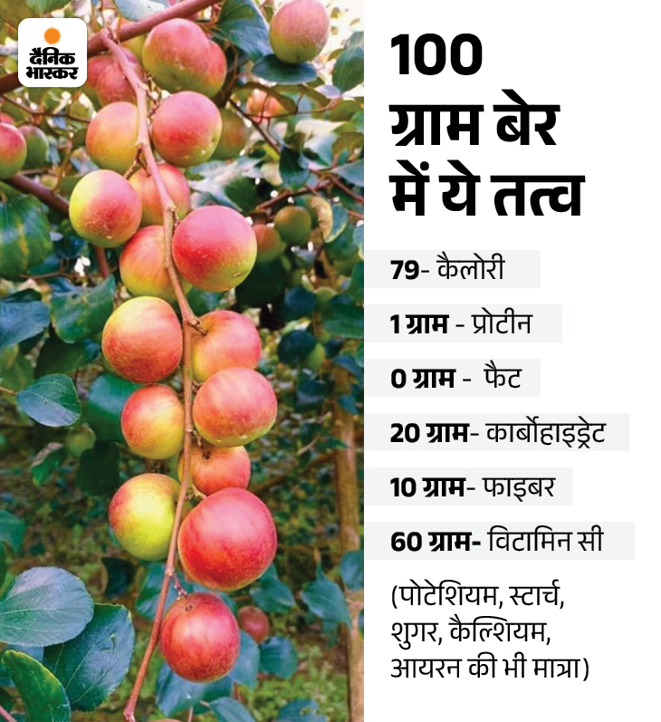 Kashmiri Apple Ber; Rajasthan Pali Farmer Kashmiri Ber Farming Success ...