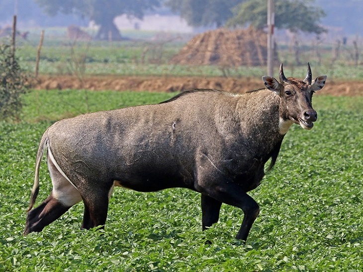 Sonipat Rose/Neel cow shot dead in Kharkhoda Area | Haryana News ...