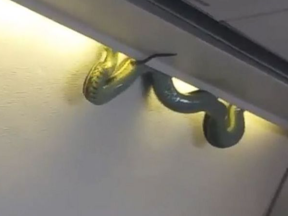 Passengers see snake in moving flight | चलती फ्लाइट में यात्रियों को ...
