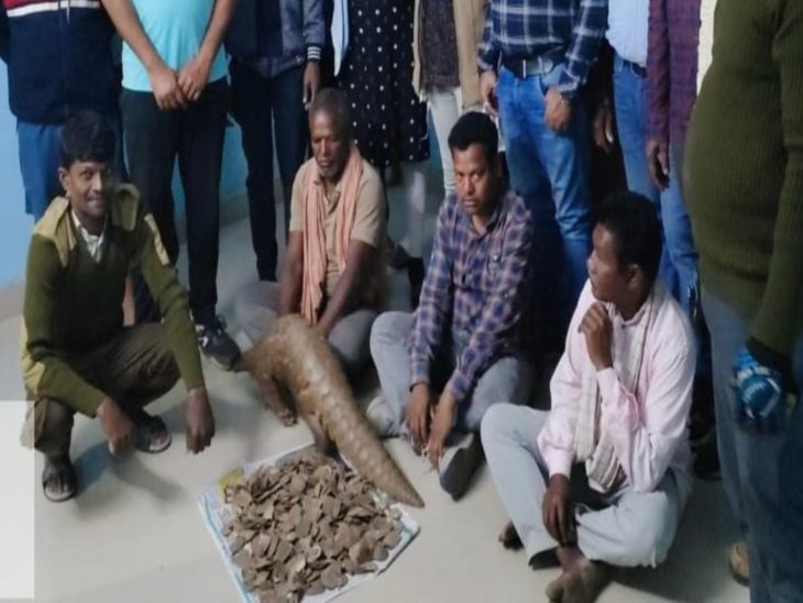 Rare wild animal Pangolin recovered alive, 5 accused arrested in the ...