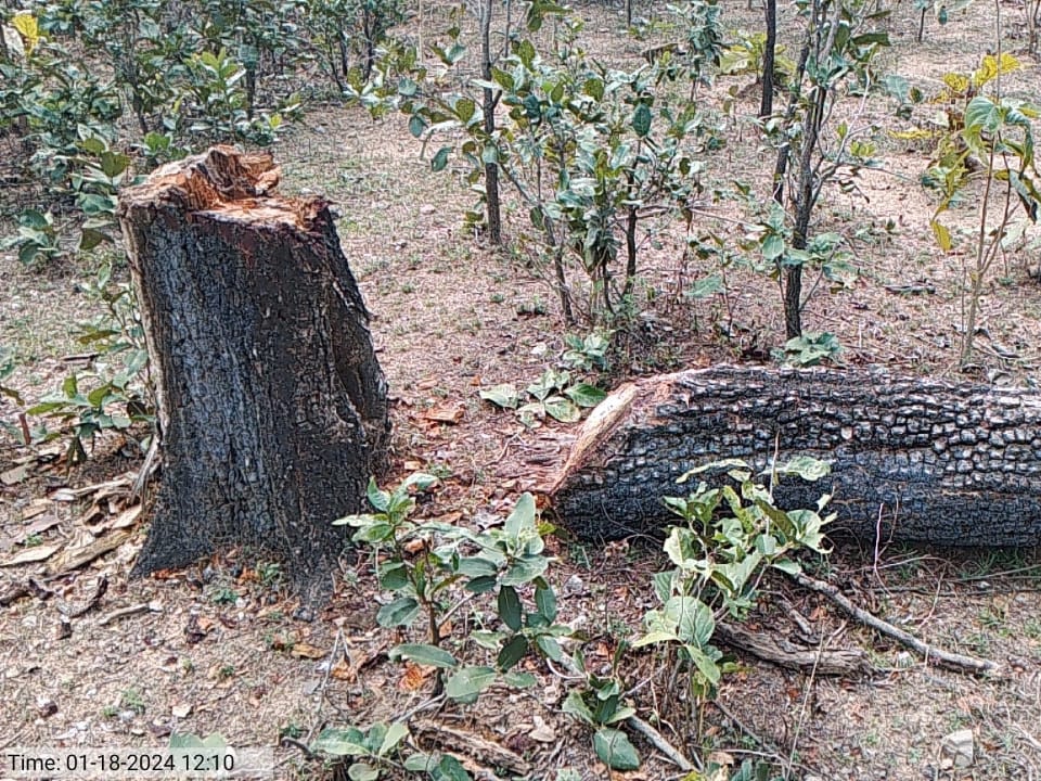 Illegal cutting of trees in Katghora forest of Korba | कोरबा के कटघोरा ...