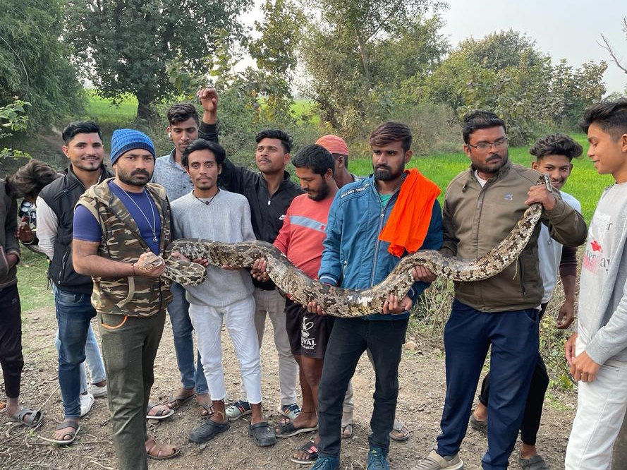 9 feet long python was hidden in the straw | भूसे में छिपा था 9 फीट ...