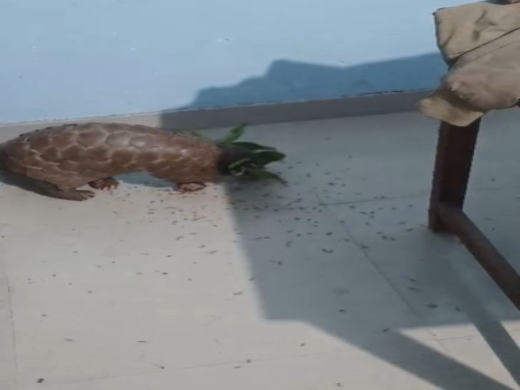 Rare wild animal Pangolin recovered alive, 5 accused arrested in the ...