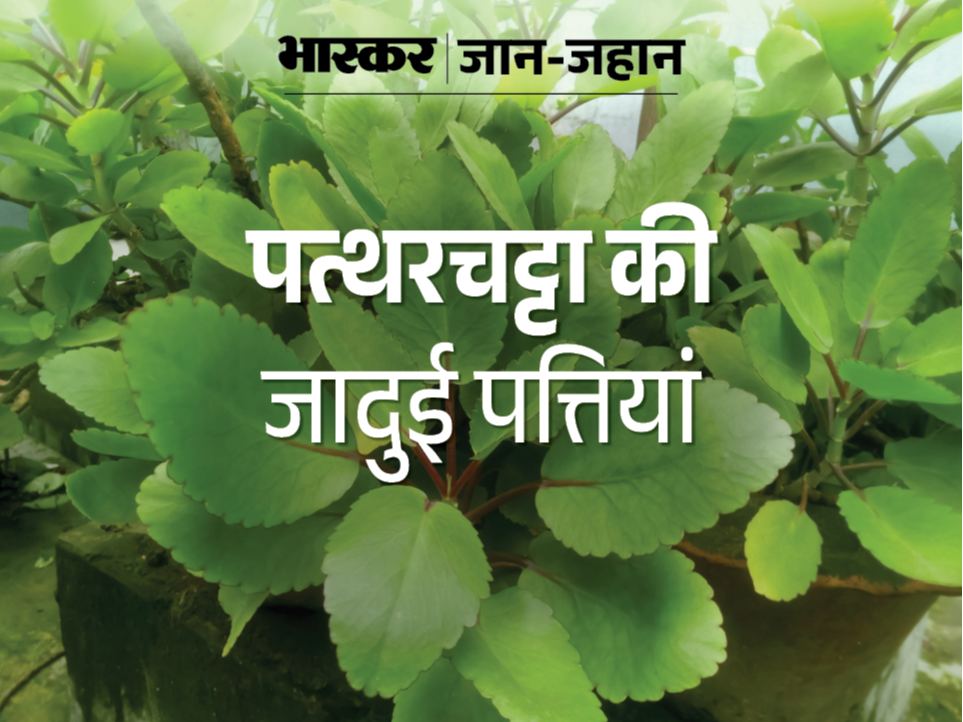 Patharchatta is full of nutrition | पथरचट्टा जोड़ों के दर्द में आराम दे ...