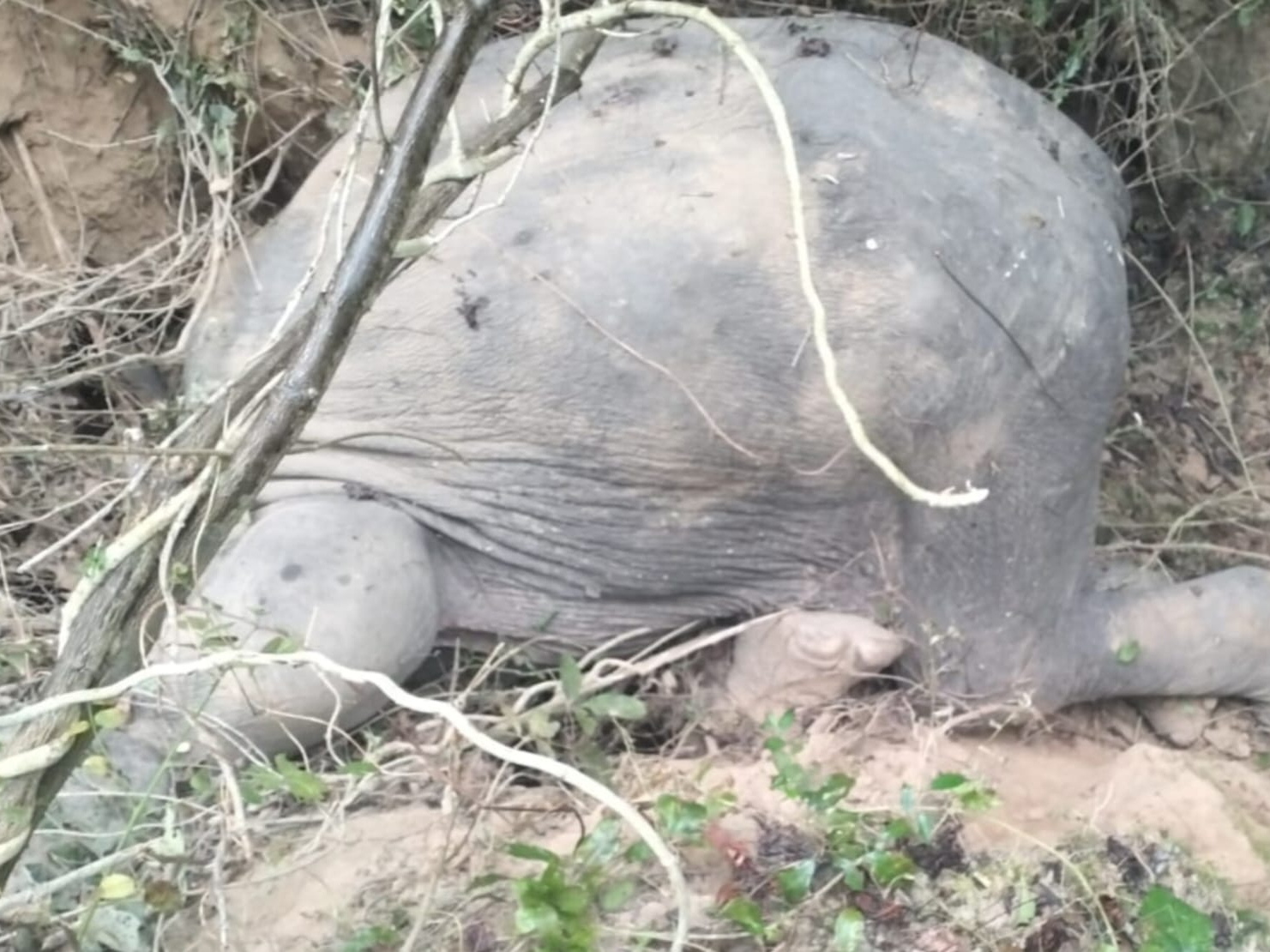 Elephant corpse found in Bijnor forest range | बिजनौर वन रेंज में मिला ...