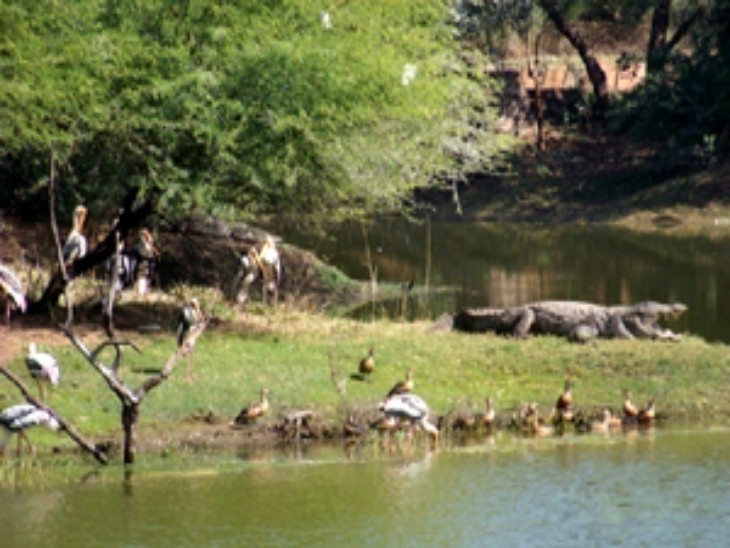 One tiger and leopard each will go to Vizag Zoo from Van Vihar, 10 wild ...