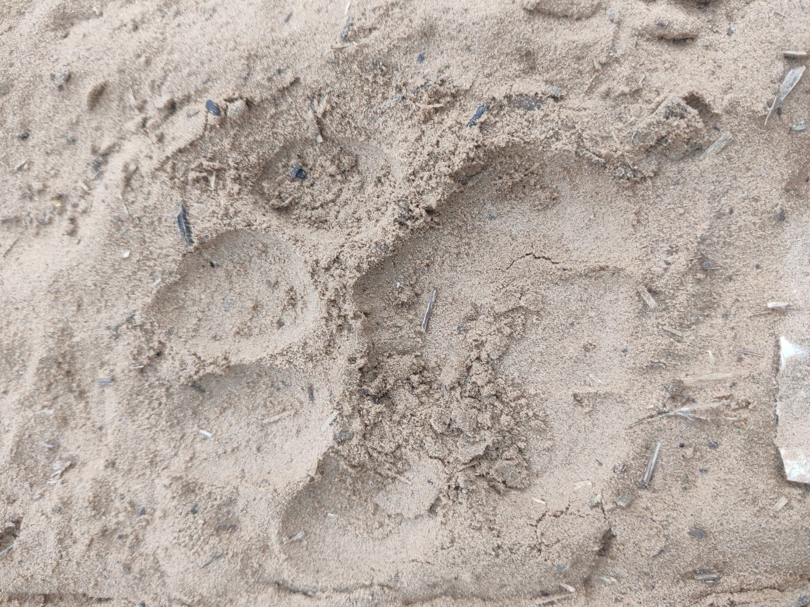 Tiger footmarks found in Chula village of Bansur | बानसूर के चूला गांव ...
