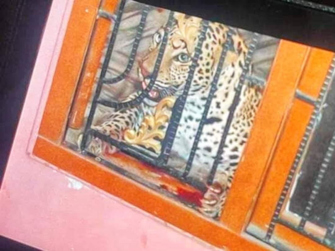 Leopard reached Dalmianagar from Dehri, alert issued in dehri of rohtas ...