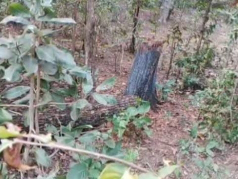 accused arrested for illegal cutting of trees in forest land of Gursia ...