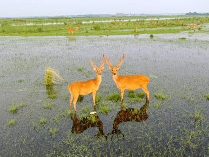Haiderpur Wetland is attracting animals and birds in Muzaffarnagar ...