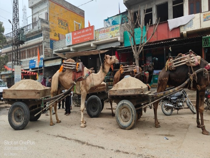 The rate of gravel doubled, one camel cart for one thousand | बजरी की ...