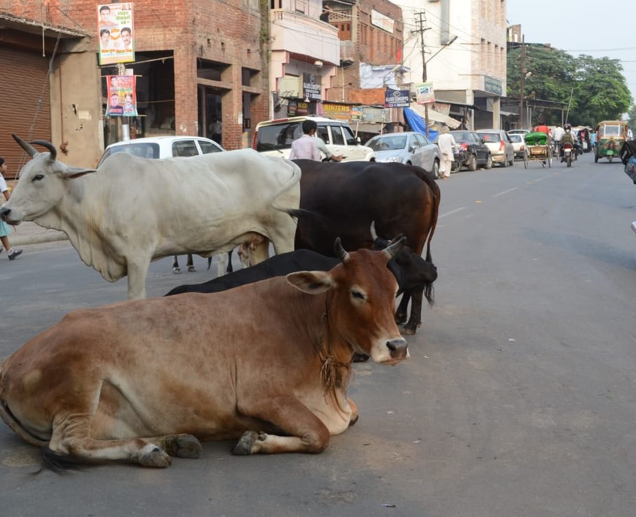 Kanpur Nagar Nigam, Kanpur News, Awara Janwar, Kanpur, Terror of 2.45 ...