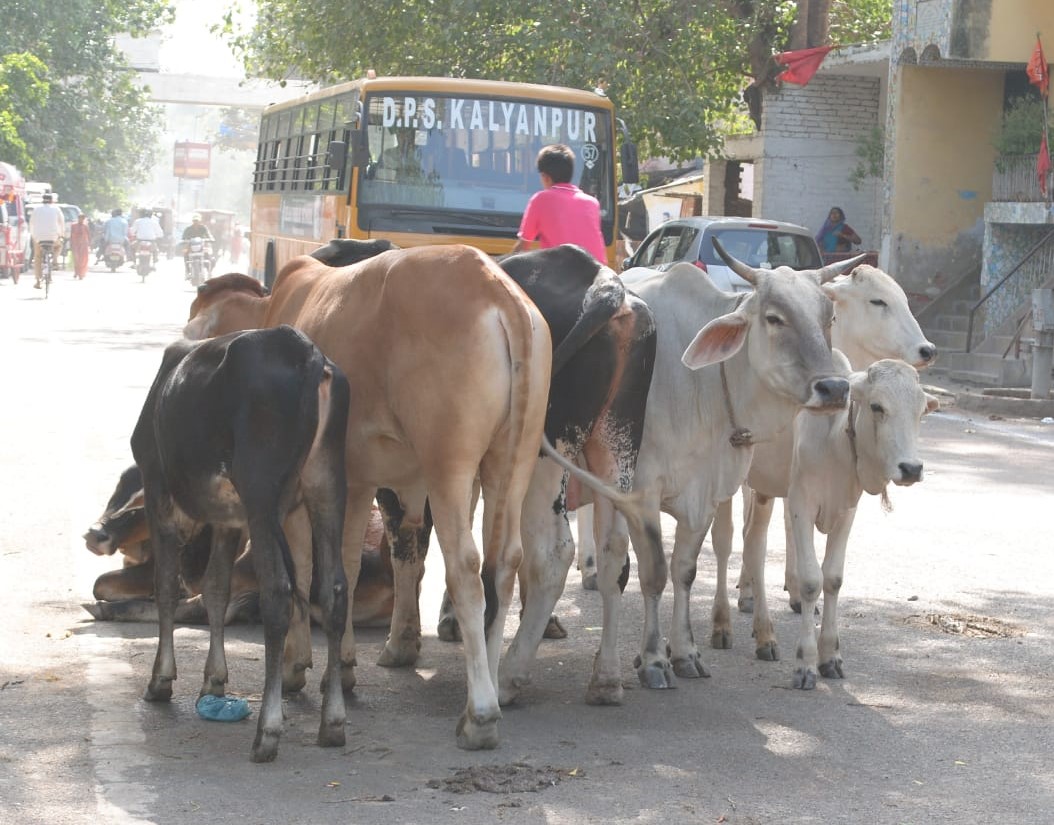 Kanpur Nagar Nigam, Kanpur News, Awara Janwar, Kanpur, Terror of 2.45 ...