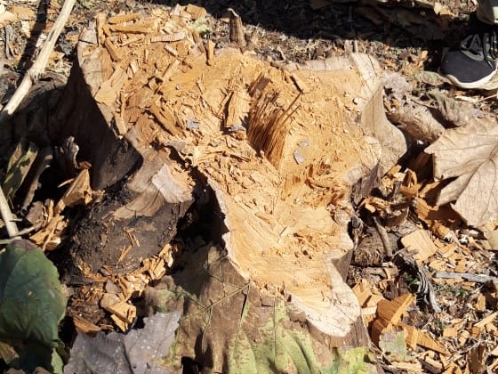 Illegal felling found in investigation by CCF flying squad