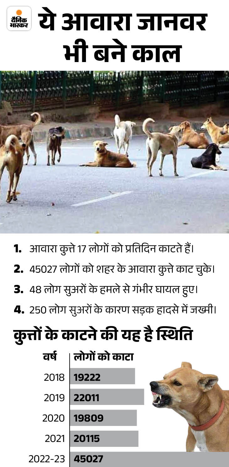 Kanpur Nagar Nigam, Kanpur News, Awara Janwar, Kanpur, Terror of 2.45 ...