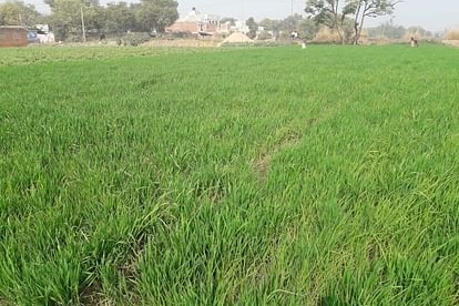 Sap sucking disease in Rabi crops due to increase in temperature ...