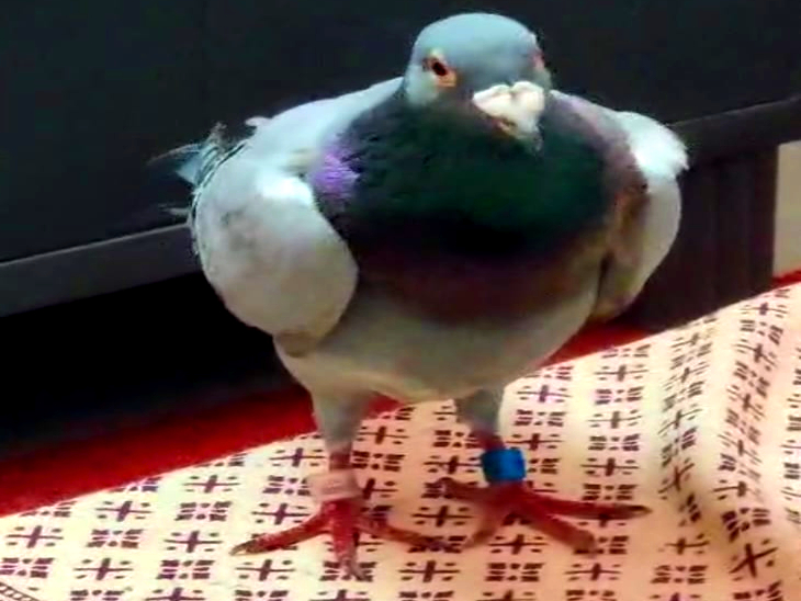 Ringed pigeon reached school from across the border | सरहद पार से आया ...