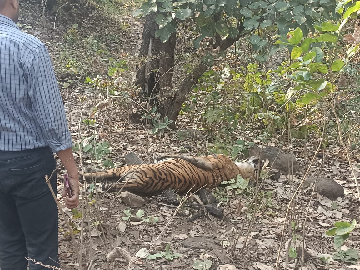 Tiger died under suspicious circumstances | बाघ की संदिग्ध परिस्थितियों ...