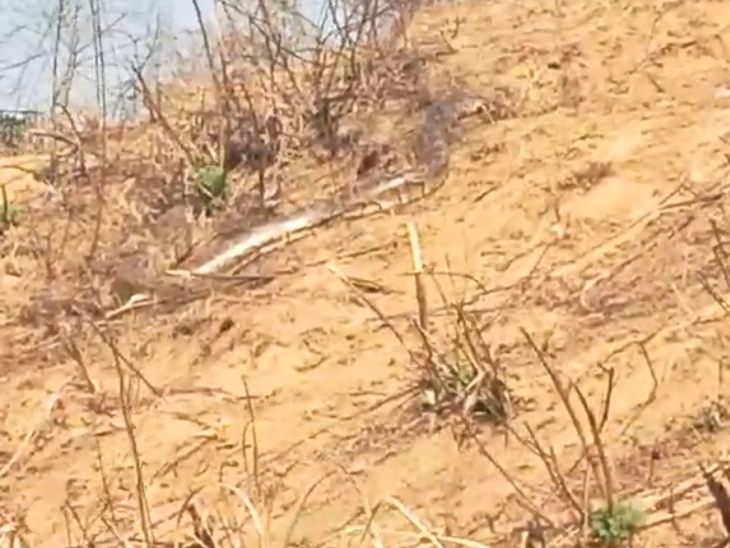 10 feet long python found in Meerut | मेरठ में निकला 10 फीट लंबा अजगर ...