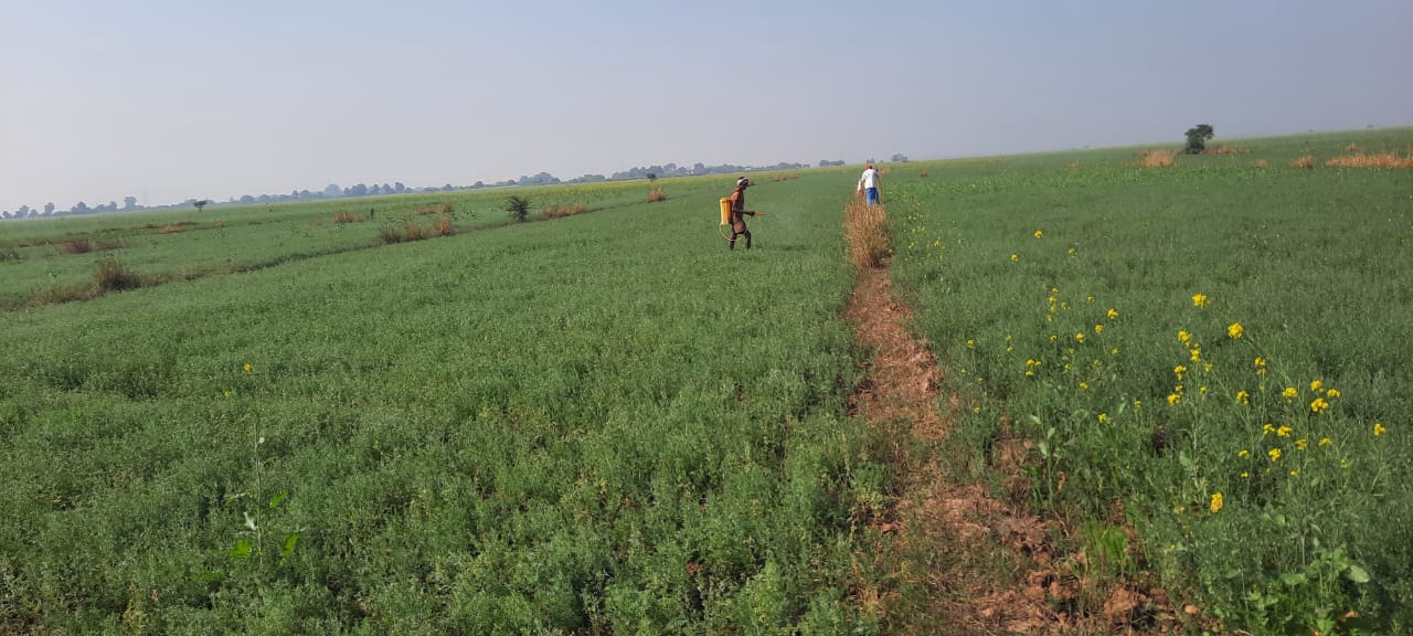 The weather became pleasant, the faces of farmers blossomed after ...