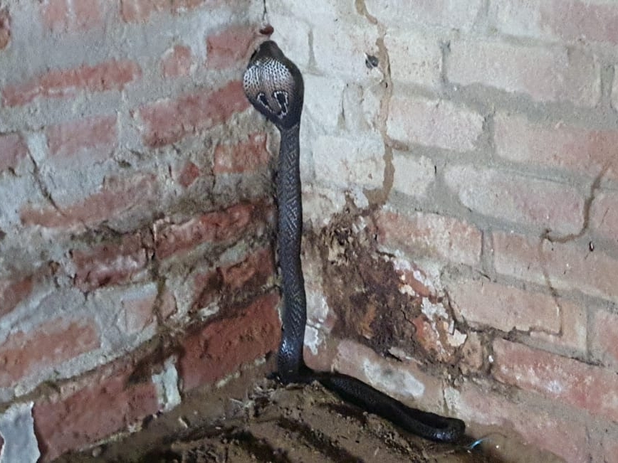 5 feet long cobra snake found in house in Etawah | इटावा में घर में ...
