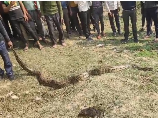 10 feet long python found in Badaun | बदायूं में निकला 10 फीट लंबा अजगर ...