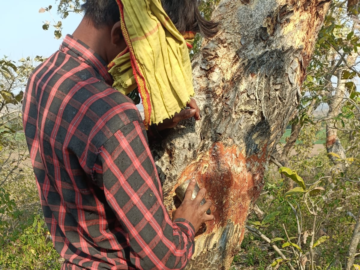 The forest will remain closed for a year to extract gum. | गोंद निकालने ...