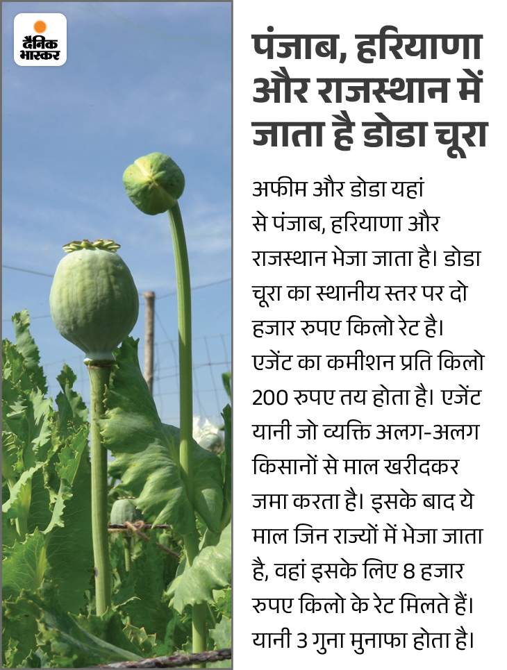 Afim Ki Kheti; Ratlam Mandsaur Neemuch Opium Cultivation And Smuggling ...