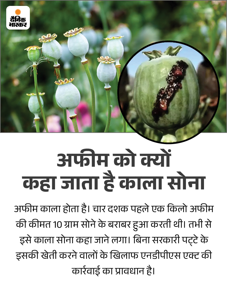 Afim Ki Kheti; Ratlam Mandsaur Neemuch Opium Cultivation And Smuggling ...